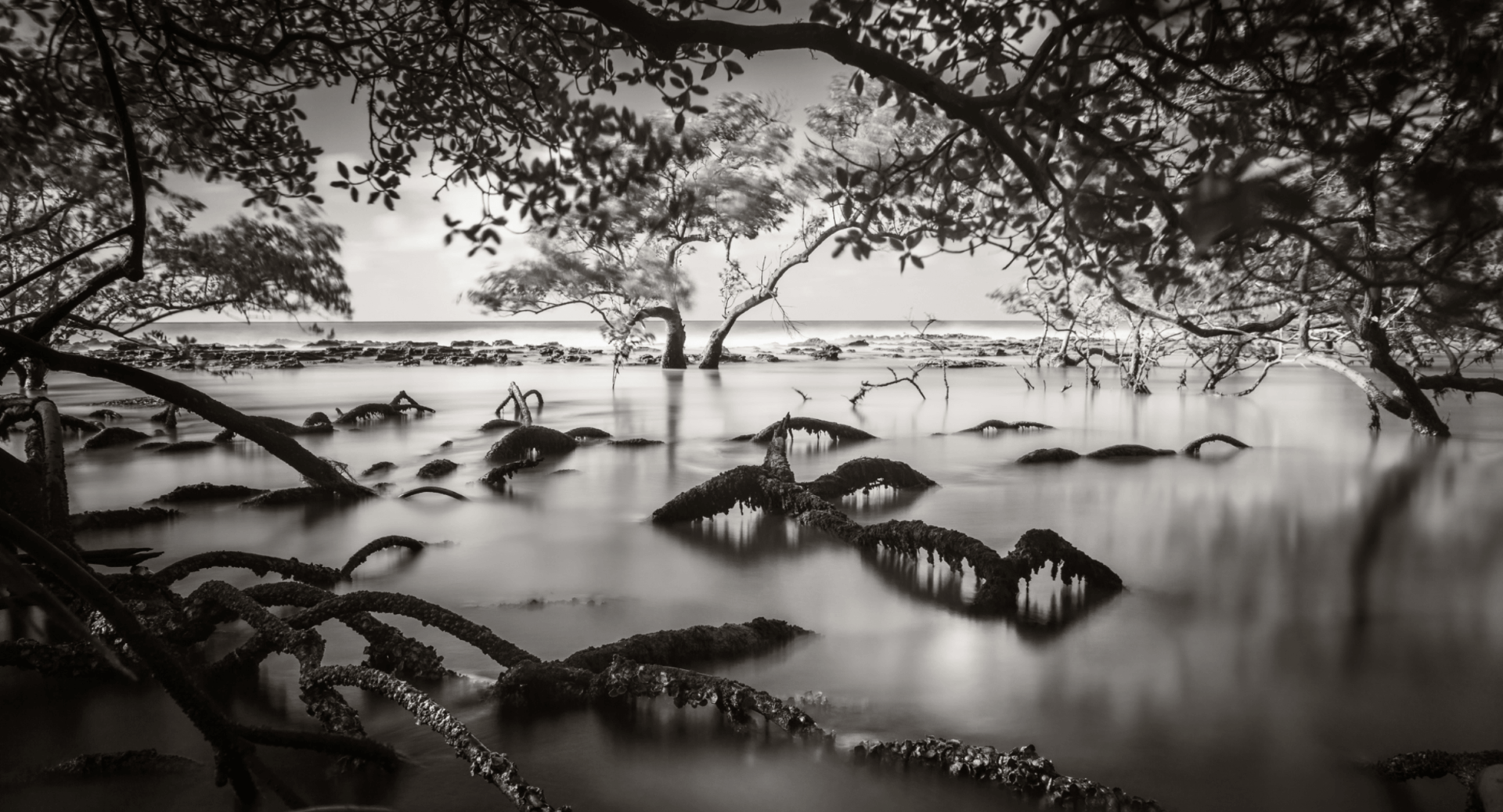 Meet the winners of the Mangrove Photography Awards 2023