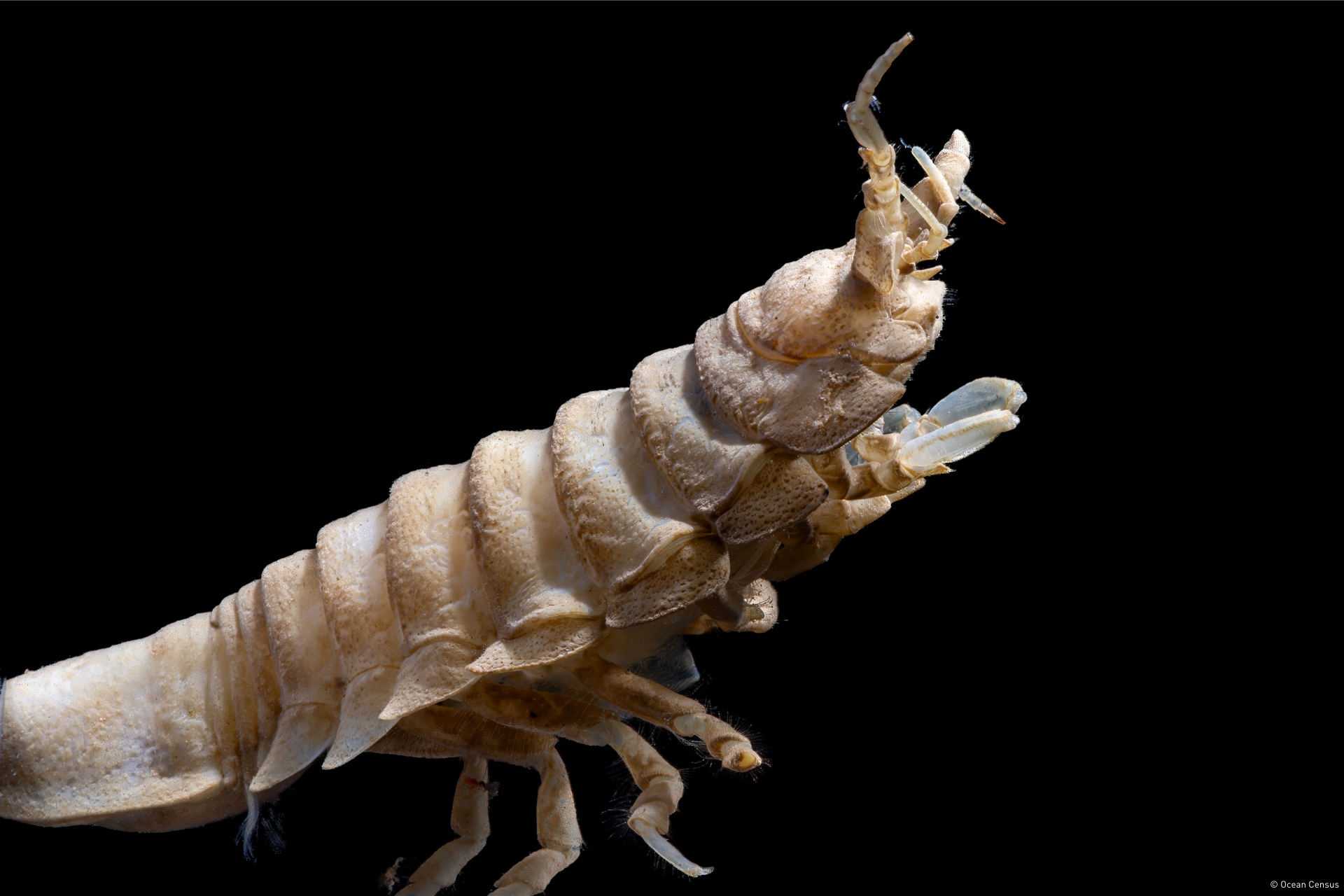 Unveiling life in the Arctic abyss: Ocean Census expedition reveals ...