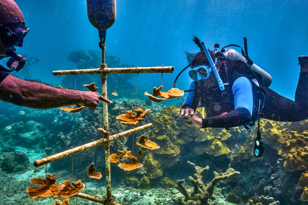 UNESCO endorses Ocean Literacy project by leading diving organisations ...