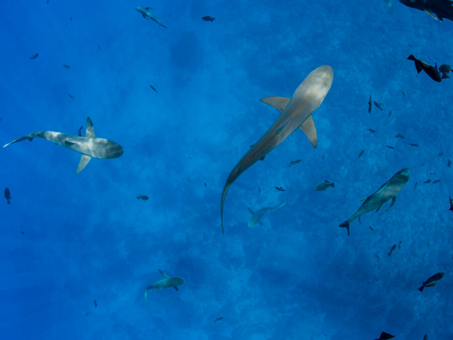 8- Digital Representation of the Ocean Archives - Ocean Decade