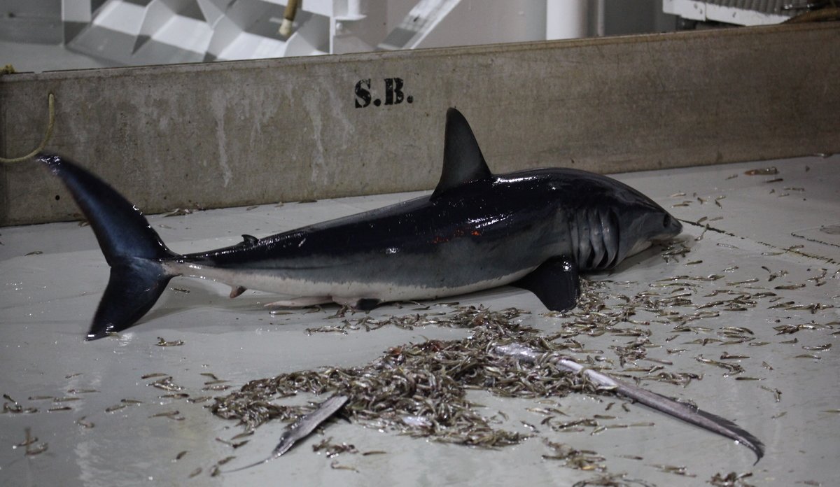 50 years of the Nansen Programme: three vessels, sixty countries and ...