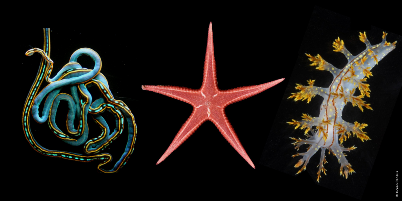 Ocean science in action: Understanding the unknown – why scientists are ...