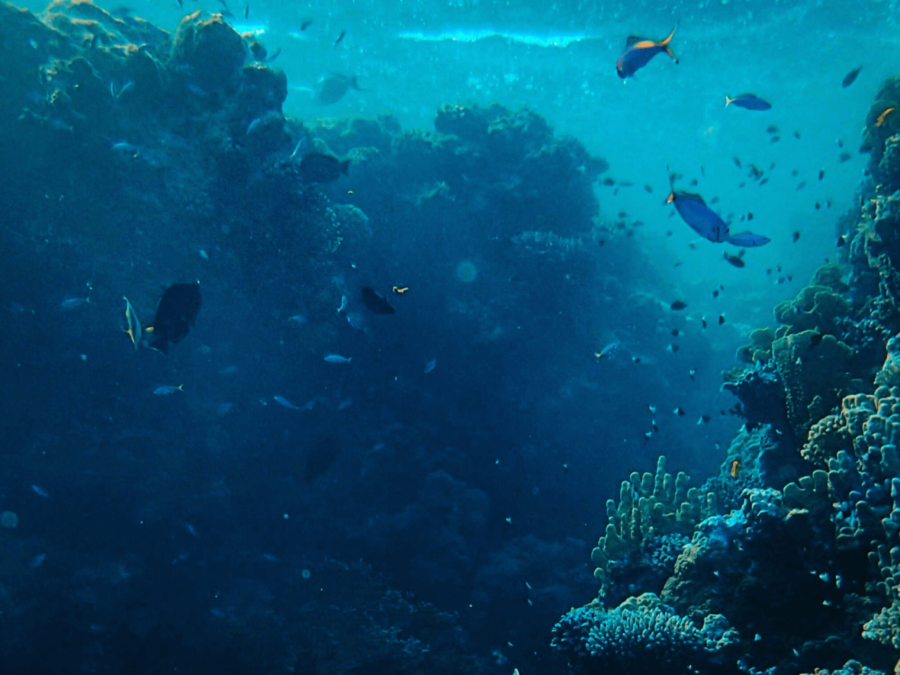 8- Digital representation of the ocean Archives - Ocean Decade