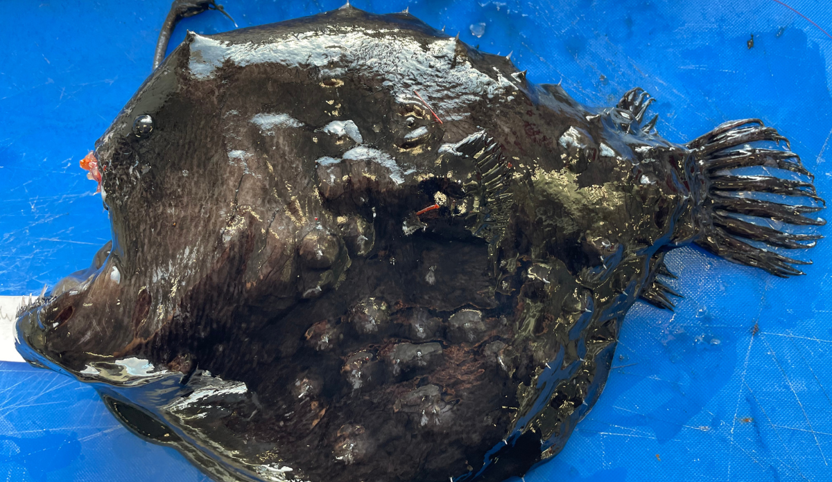 50 years of the Nansen Programme: three vessels, sixty countries and ...