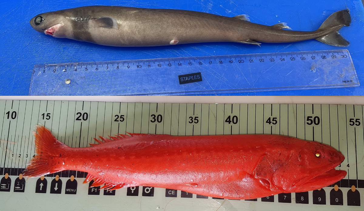 50 years of the Nansen Programme: three vessels, sixty countries and ...